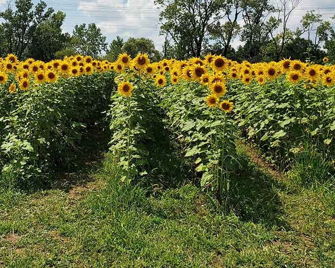Golden waves stretching to the horizon prove that Illinois summers can compete with any European countryside destination.
