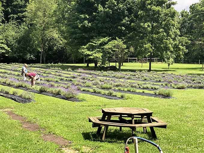 Purple rows stretching toward the horizon while visitors gather their own bouquets of pure Indiana bliss.
