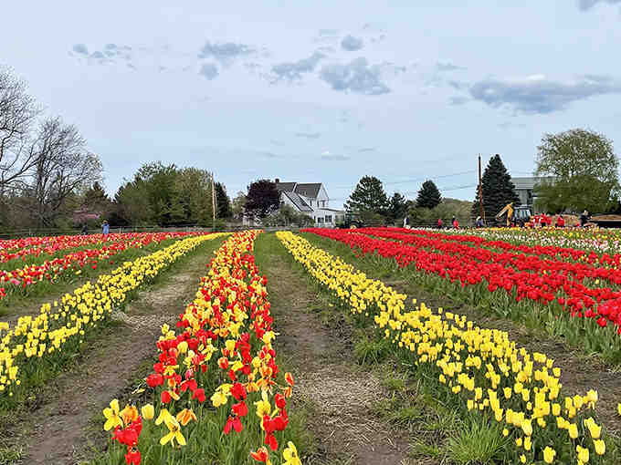Rows of tulips stretching toward the horizon like nature's own rainbow decided to take root.