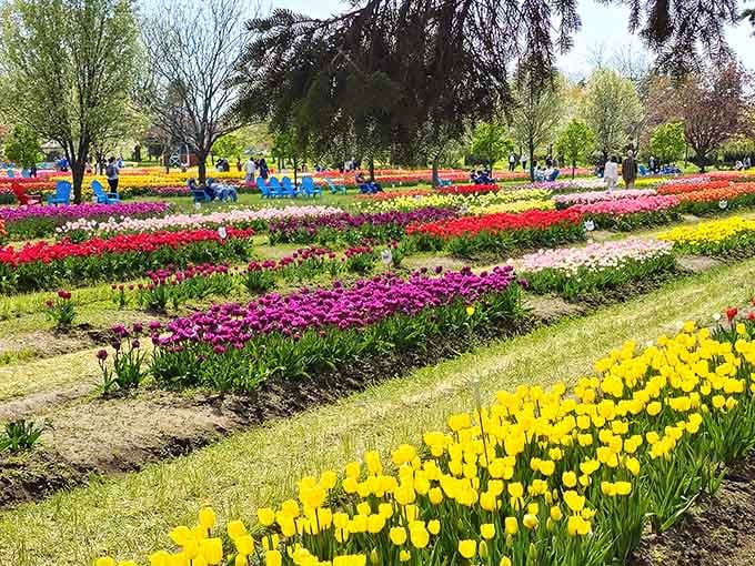 Five million tulips create a landscape so vibrant, your eyes might need a moment to adjust properly.