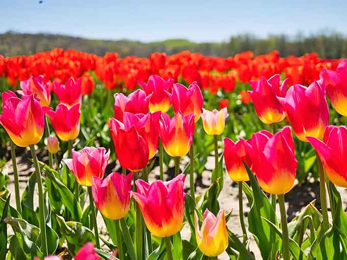 Rows of gradient tulips stretch across New Jersey farmland, creating a breathtaking display that rivals anything you'd find overseas.