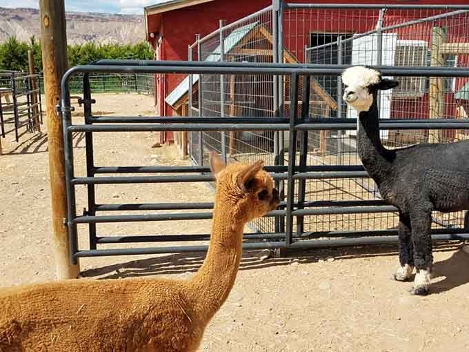 When alpacas pose better for photos than most humans, you know you've found something special in Palisade.