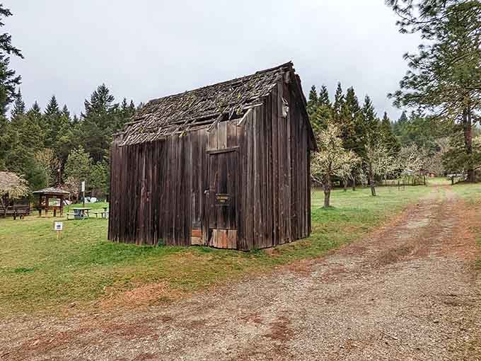Weathered barns standing sentinel among the pines, waiting patiently for stories you're ready to hear.