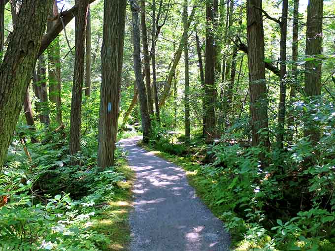 Those towering trees aren't just scenery, they're your personal cathedral with a canopy roof and zero collection plate.