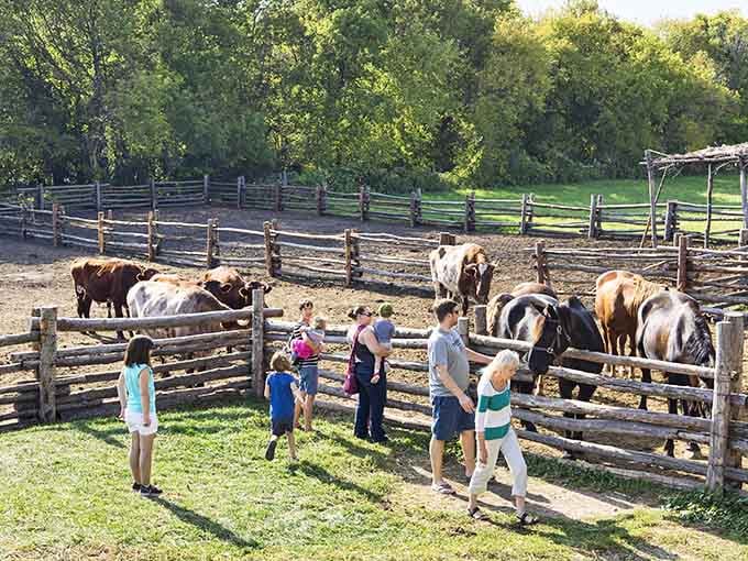 Modern visitors meet heritage livestock behind split-rail fences that were built the old-fashioned way, with patience and skill.