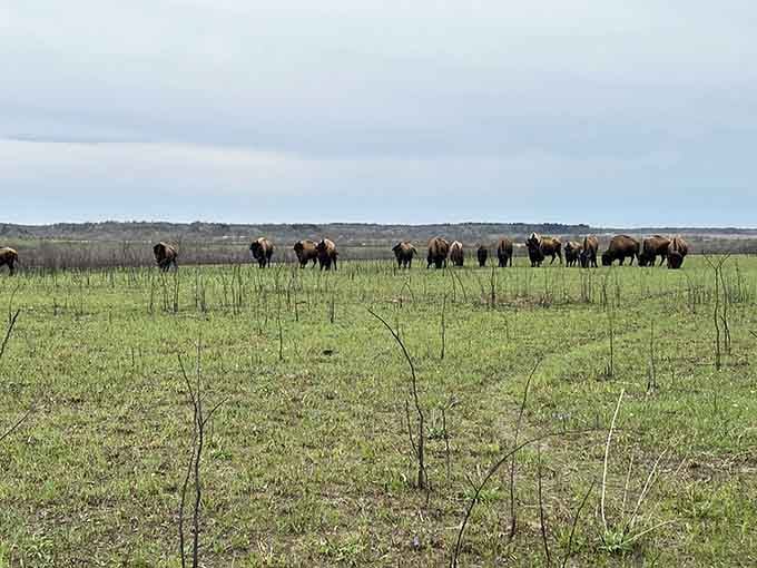 A herd of bison grazing on the prairie, living their best prehistoric lives in modern-day Missouri.