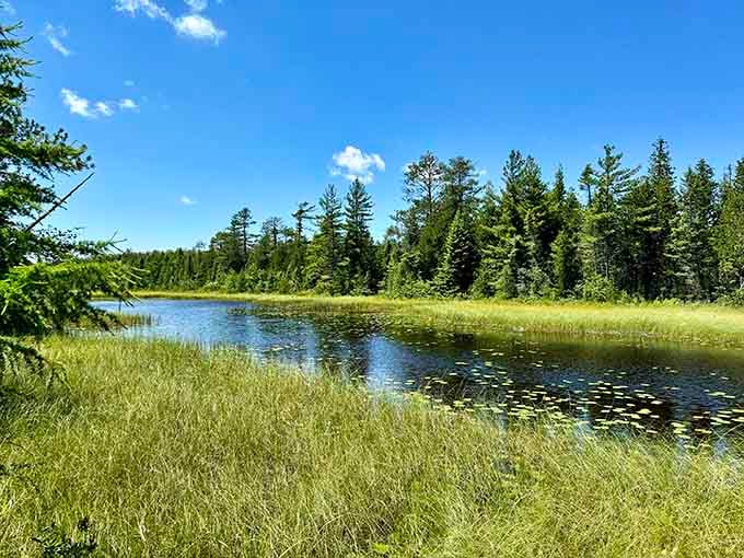 The wetlands here create a peaceful oasis where nature does its thing without any interruptions whatsoever.