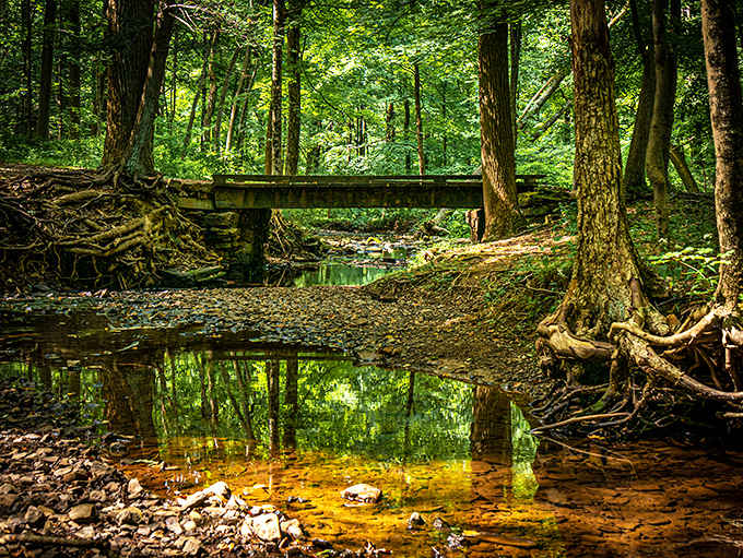 Where wooden bridges cross amber streams, the forest whispers stories older than the suburbs that now surround it.