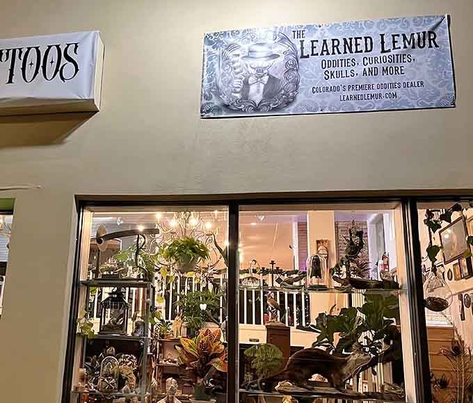 That lemur logo outside promises wisdom, and boy, does this place deliver on intellectual curiosities galore.