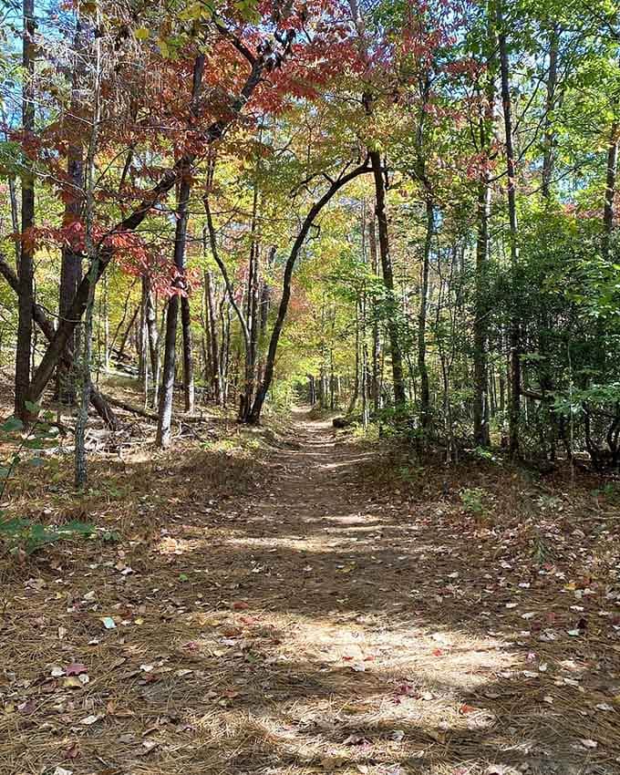 Sunlight filters through bare winter trees, illuminating the boulder-strewn path that makes this rock garden section so uniquely beautiful and memorable.