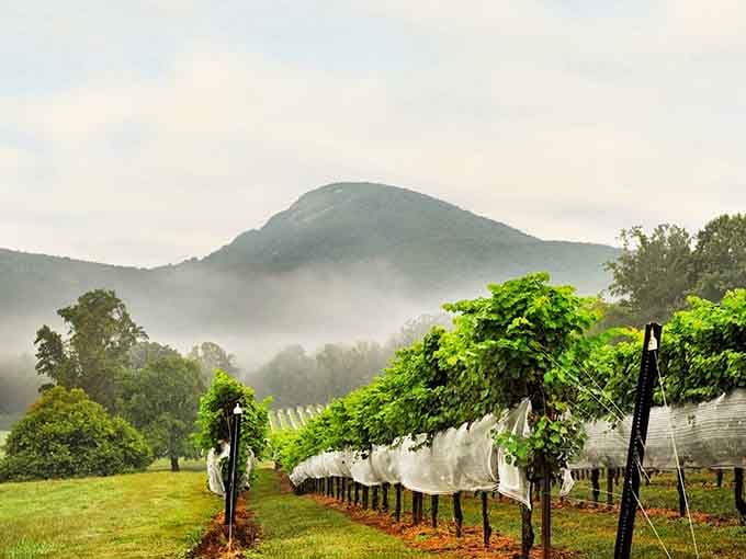 Morning mist rolling over Yonah Mountain creates the kind of vineyard view that makes Napa jealous.