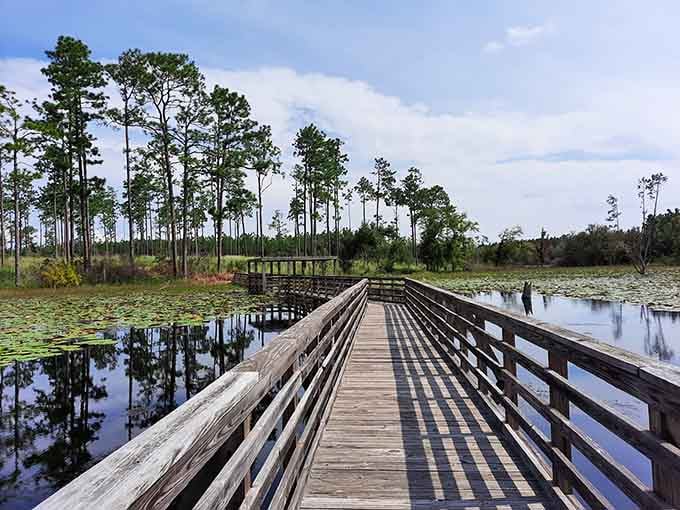 That boardwalk stretching into lily pad heaven is basically nature's red carpet, minus the paparazzi and uncomfortable shoes.