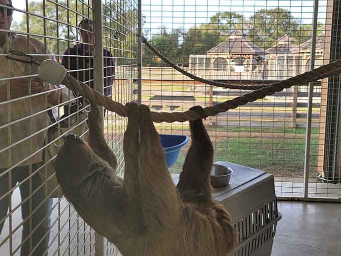 When a sloth hangs upside down like this, they're basically doing yoga while you're still hitting snooze.