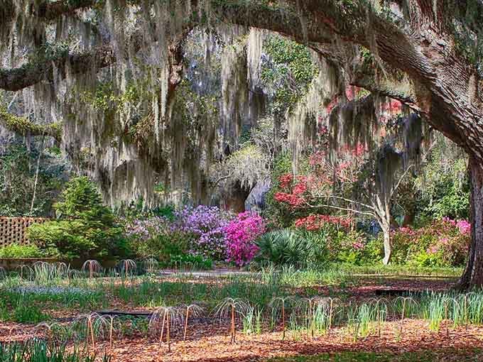 When Spanish moss meets explosion of color, you get the kind of Southern beauty that stops traffic.