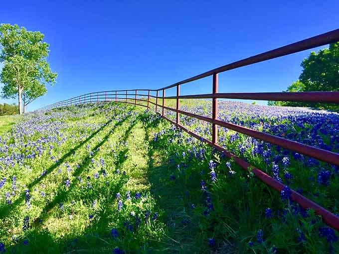 When bluebonnets meet fence lines, Texas shows off its best side in the most effortless way possible.