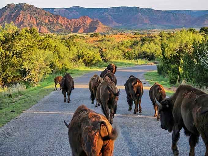 When a herd of bison decides to use the road, you wait patiently and enjoy the show.