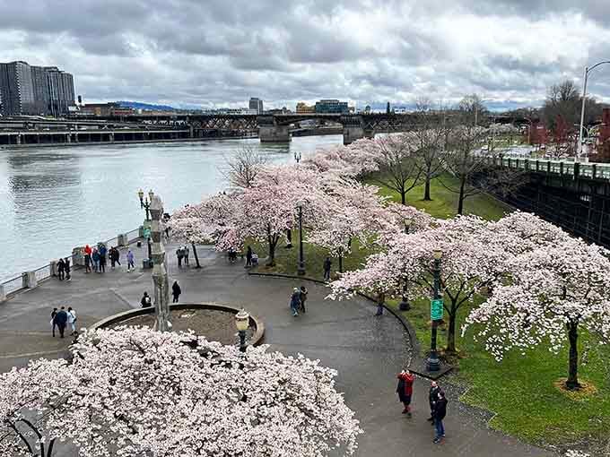 This aerial view reveals why spring along the river makes even the bridges stop and stare.
