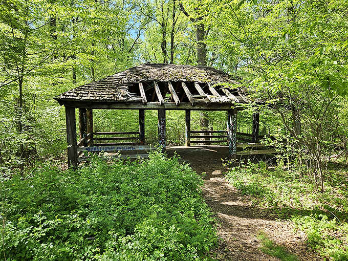 Nature reclaims what was once hers, creating a hauntingly beautiful shelter that's equal parts history and mystery.