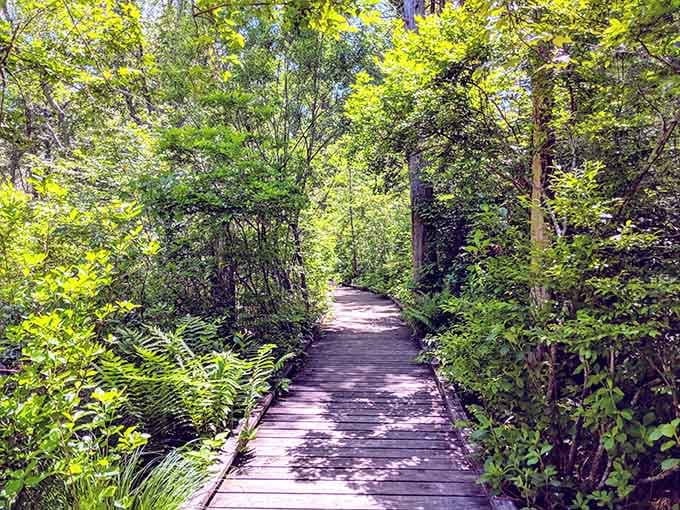This wooden boardwalk through the ferns proves that nature occasionally installs handrails for those of us with questionable balance.