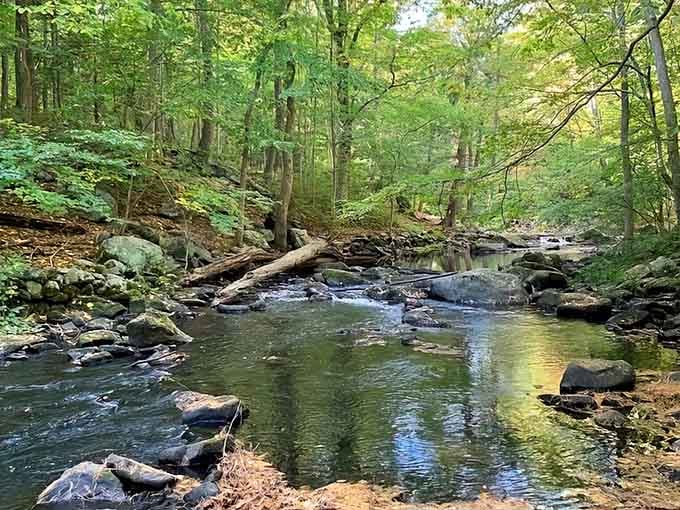 The Mianus River doing what it does best: flowing peacefully through a forest that looks straight out of a fairy tale.