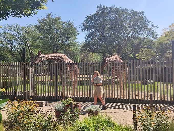 Those giraffes have mastered the art of photobombing better than your uncle at family reunions.