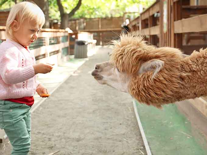 The moment when a tiny human meets a fluffy alpaca and both wonder who's cuter.