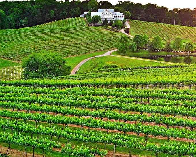 Green grapevines stretching toward that hilltop villa prove Georgia's got serious wine country credentials now.