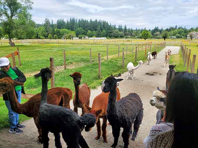 When alpacas lounge together like this, it's basically the world's fluffiest support group meeting in session.