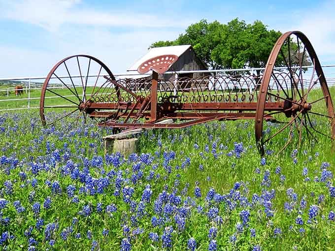 That antique hay rake surrounded by bluebonnets is giving serious "retired and loving it" vibes we can all appreciate.