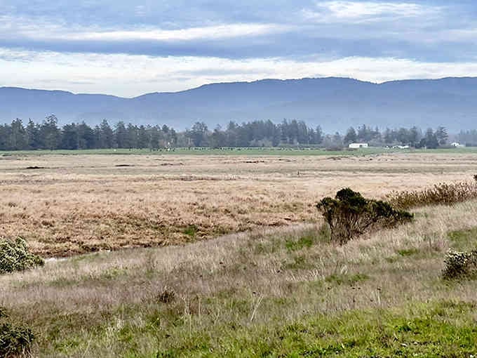 Golden grasslands stretch toward misty mountains, proving California's beauty doesn't need a filter or fancy editing.