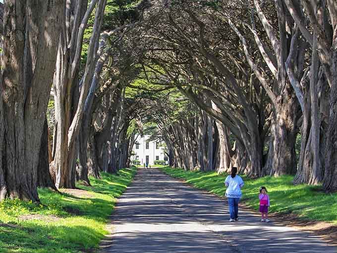 Nature's own architectural masterpiece, where century-old cypress trees create a living tunnel that puts any man-made structure to shame.