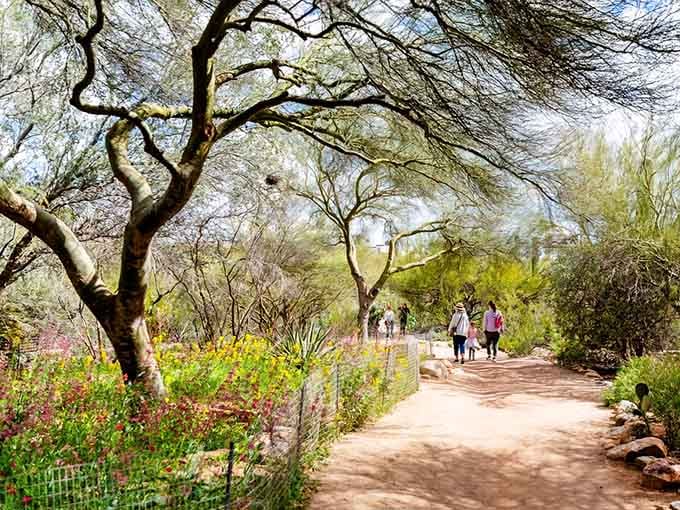 Winding paths through mesquite canopies invite leisurely strolls where desert beauty unfolds at every gentle turn.
