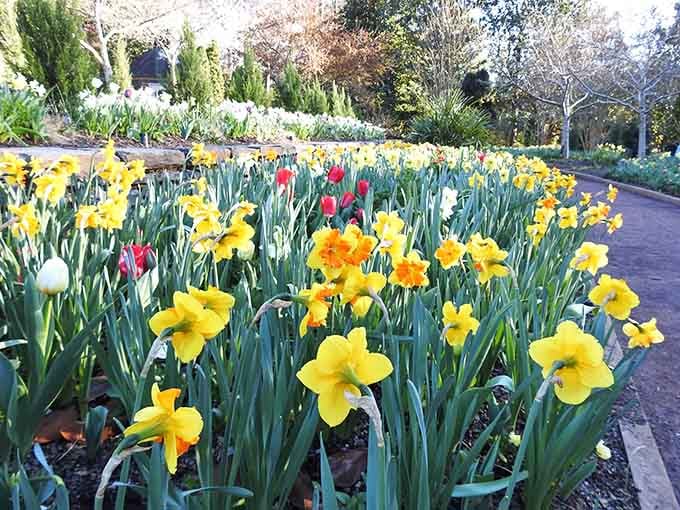 Spring's greatest hits album plays out in daffodils and tulips that refuse to share the spotlight.