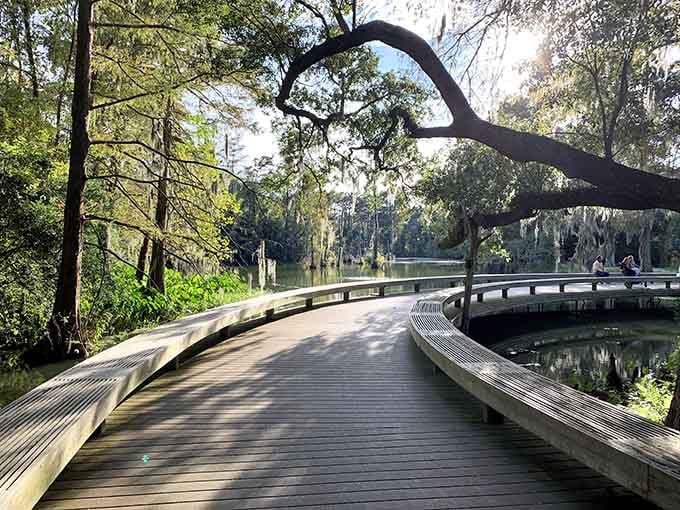 Those sweeping boardwalks aren't just functional—they're your personal runway through a cypress wonderland draped in Spanish moss.