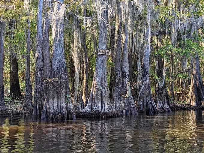 Ancient cypress trees rising from mirror-still waters create a scene straight out of a Southern Gothic novel.