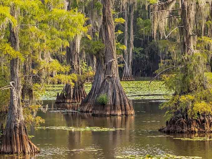 Ancient cypress trees rising from mirror-still waters create a scene straight out of a Southern Gothic novel.