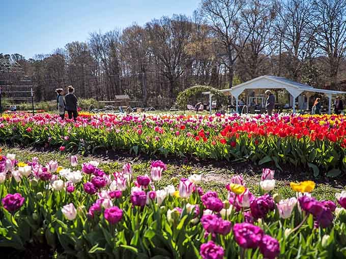 When Mother Nature decides to show off, this is what happens: pure, unapologetic floral brilliance stretching toward dramatic skies.