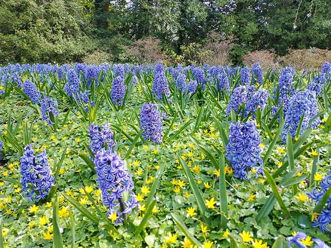 Purple hyacinths and cheerful yellow blooms create a color combination that would make any interior designer jealous of nature's palette.