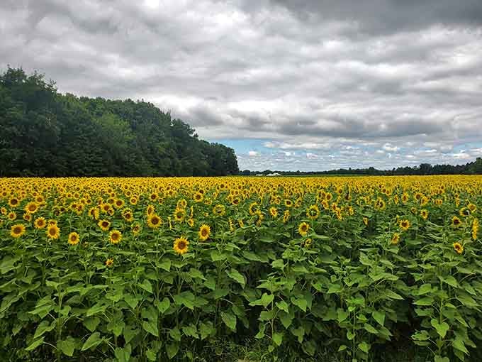 Golden waves stretch to the horizon, proving Minnesota's got more than just purple grain going for it.