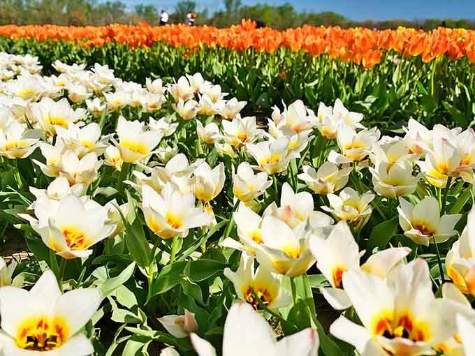 Rows of cream and orange tulips stretch endlessly, proving New Jersey does "Dutch countryside" better than your passport ever could.