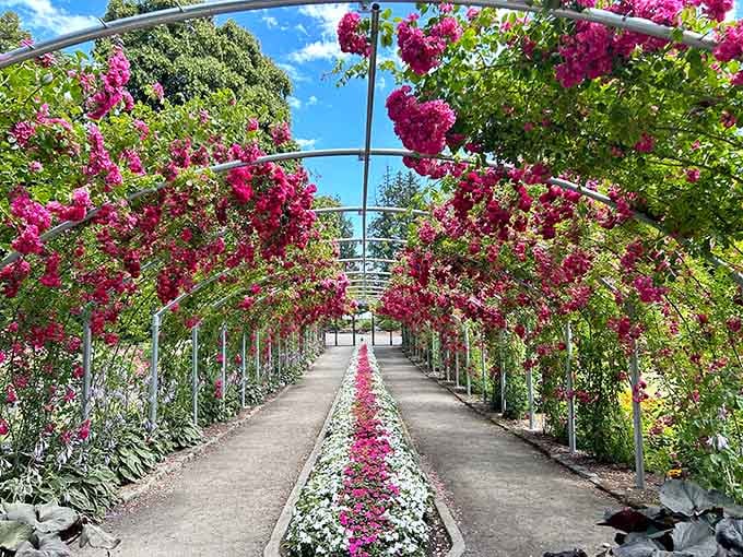 That tunnel of cascading blooms overhead looks like Mother Nature decided to show off her interior decorating skills.