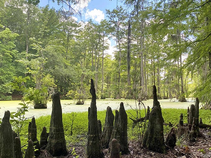 Those cypress knees poking through the duckweed look like nature's own game of whack-a-mole, only much more peaceful.
