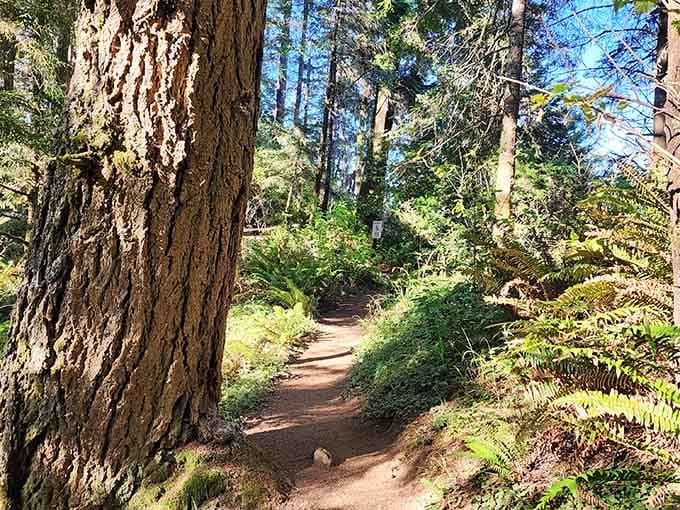 The forest path beckons you forward, promising ocean views that'll make every step worth the minimal effort required.