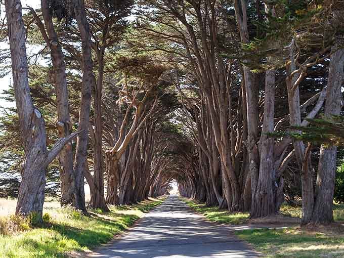When trees decide to form a cathedral, they don't mess around with the architecture.