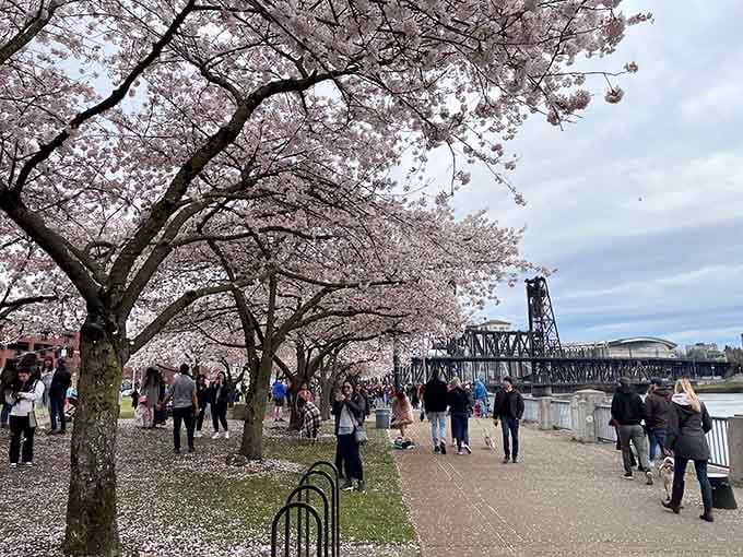 Pink petals carpet the waterfront like confetti after the world's most elegant celebration just wrapped up.