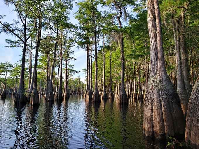 Those cypress trees standing in formation like nature's own cathedral will make you forget you're still in Georgia.
