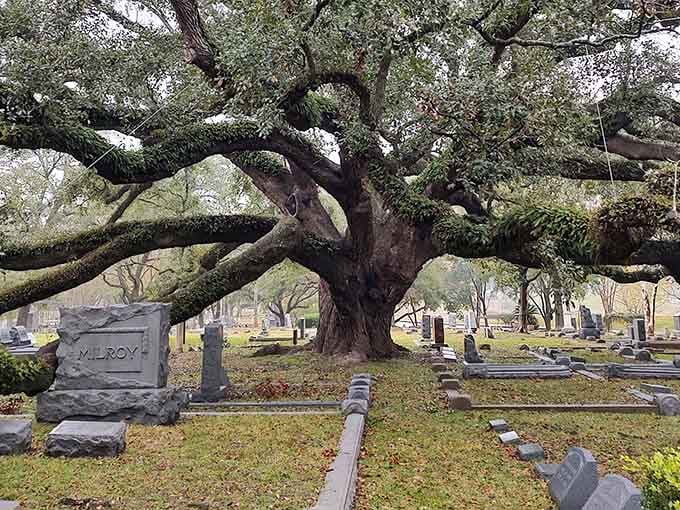 Ancient oaks stretch their limbs like nature's own cathedral, creating shade that's been cooling Houston visitors for generations.