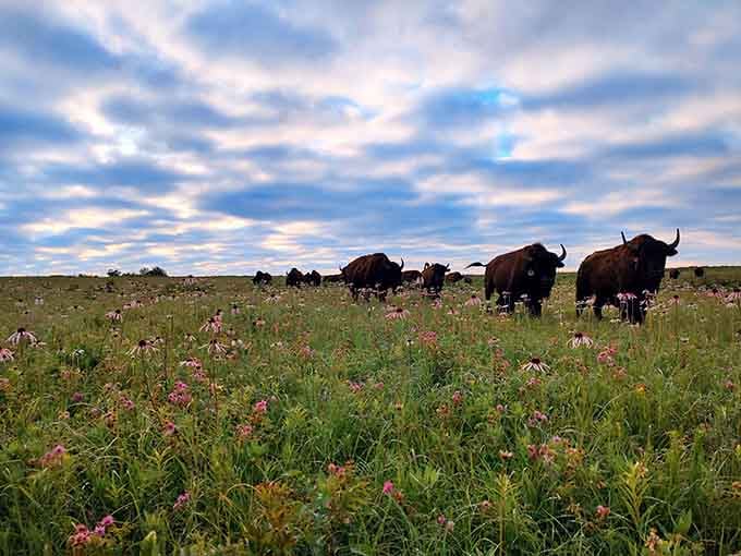 A herd of bison grazing on the prairie, living their best prehistoric lives in modern-day Missouri.