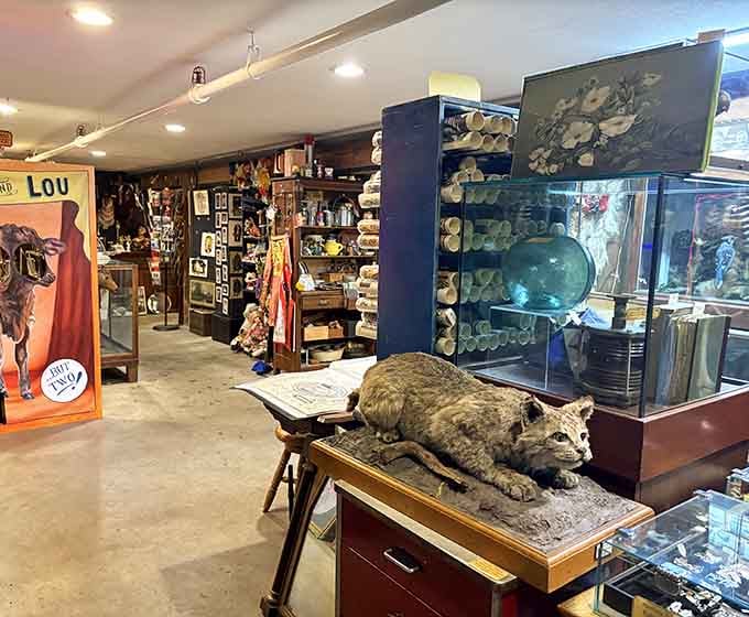 Every surface tells a story in this wonderland where skeletons dance overhead and curiosities beckon from every corner.