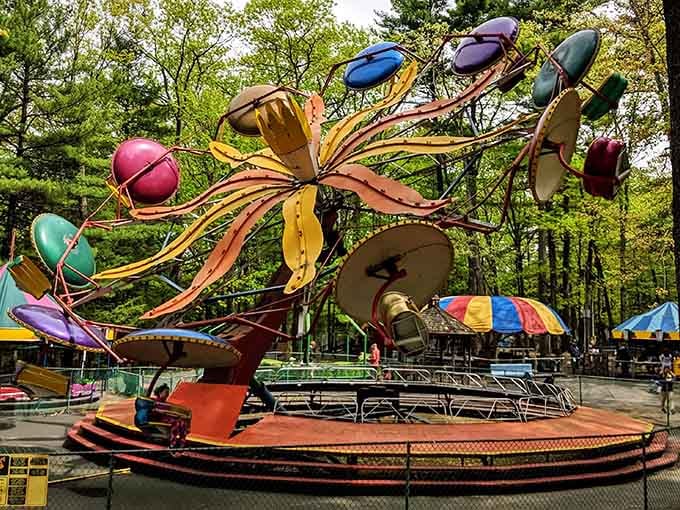 Classic spinning rides nestled among towering pines prove that sometimes the best thrills come with a view.